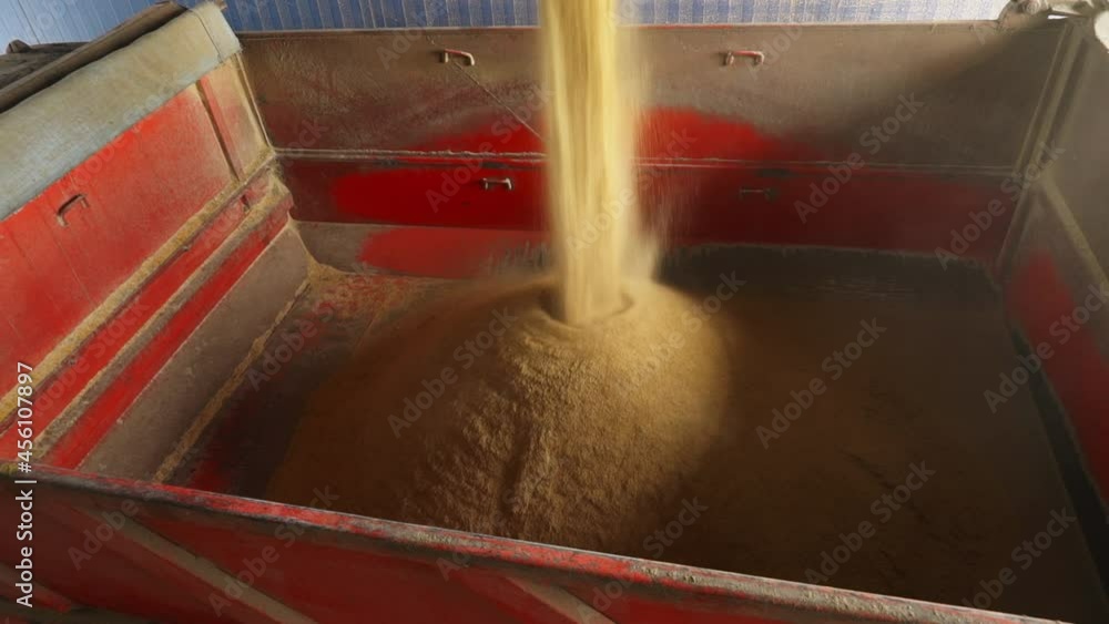 Dry Powder Is Pouring Into Large Container To Make Silage For Feeding ...