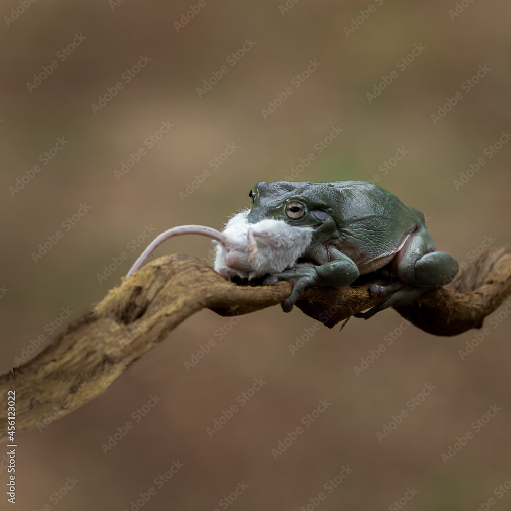 Big Bufo frog predator swallow a tiny mouse as his prey. Stock Photo ...