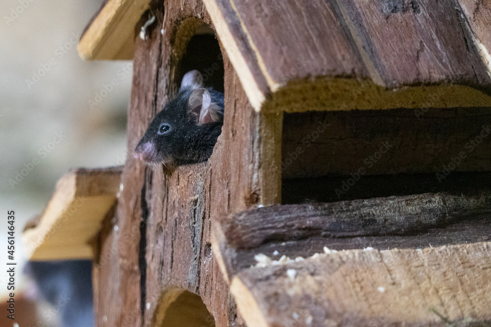 Common mouse looking out of a window in a wooden playhouse Stock Photo ...