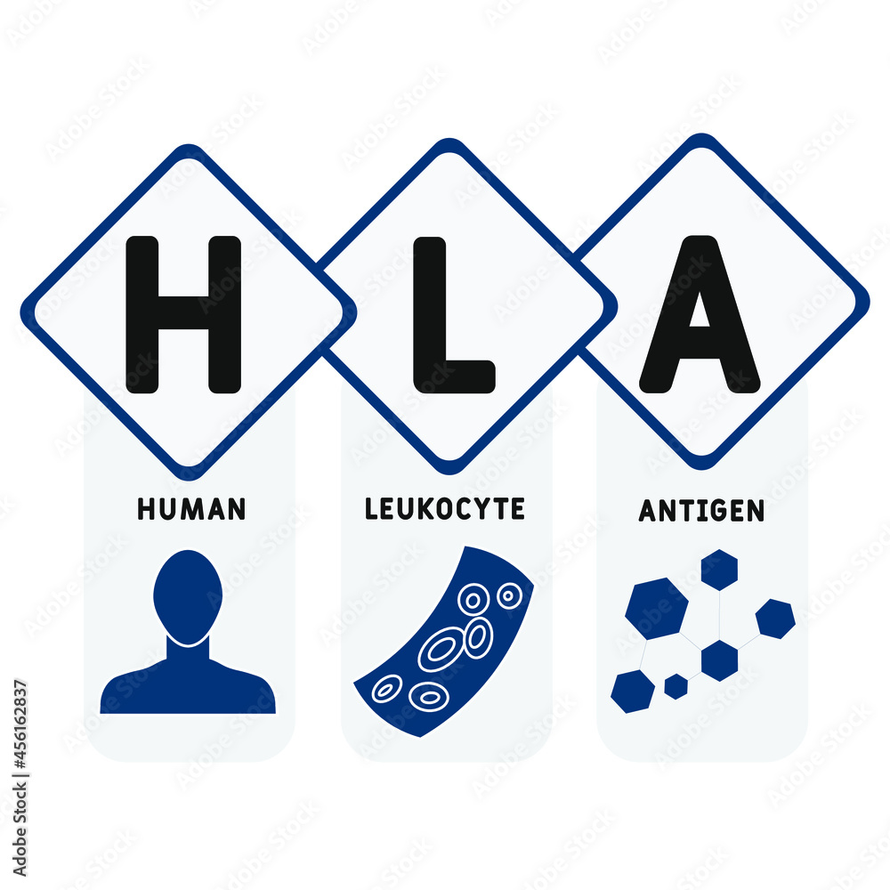 HLA - Human Leukocyte Antigen acronym. medical concept background ...