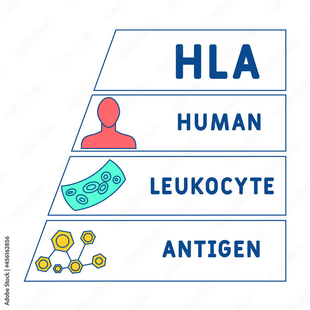 HLA - Human Leukocyte Antigen acronym. medical concept background ...