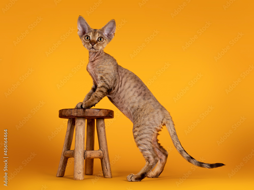 Warm brown tabby Devon Rex cat kitten, standing side ways with front ...
