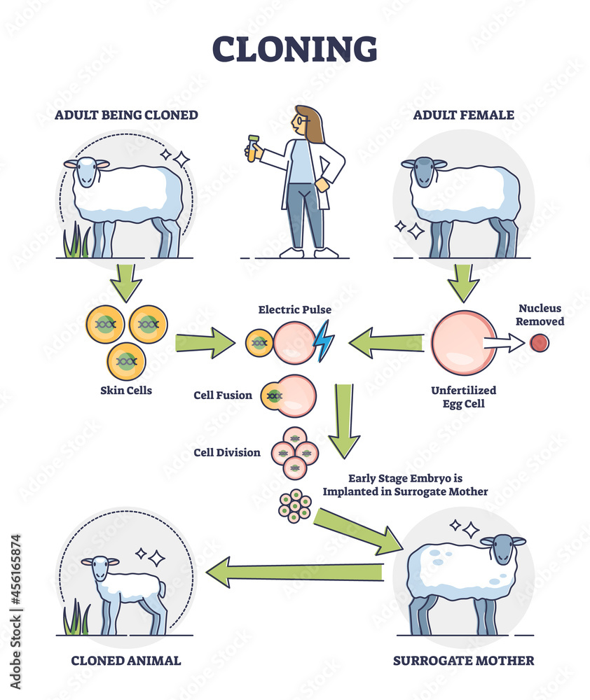 Cloning process explanation with adult sheep creation stages outline ... Cloning process explanation with adult sheep creation stages outline ...