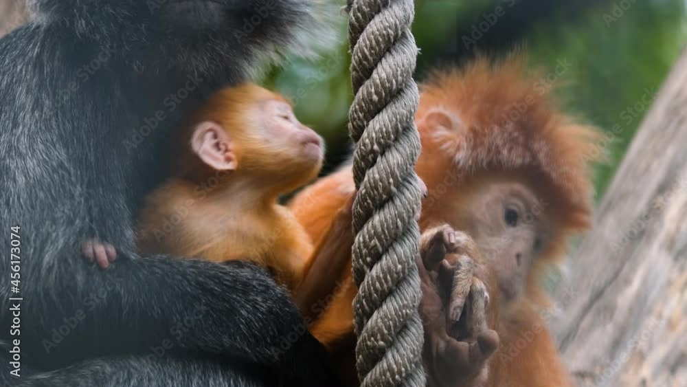 Close-up filming of Javan Surili monkey family with baby. Cute little ...