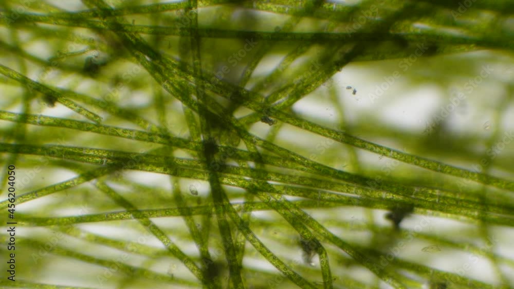 Chloroplast under a microscope. Cell division. Cell structure. Cell ...