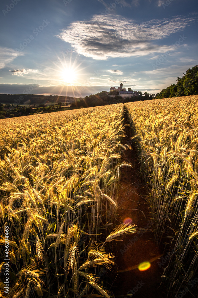 Wheat field in the sunset. Paths lead to a castle. The Ronneburg in a ...