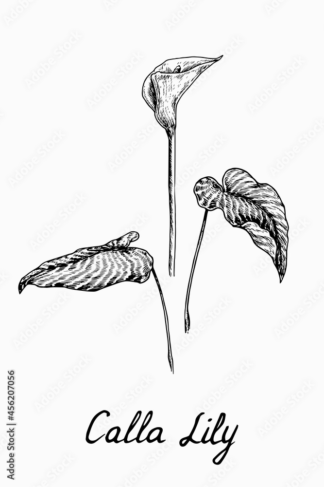 Calla Lily flower stem and leaves, doodle drawing with inscription ...
