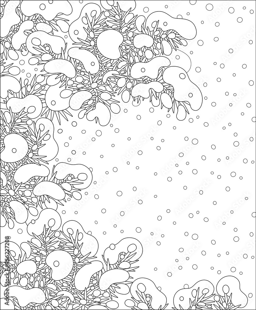 Snow-covered fir-tree branches on a snowy and frosty winter day, black ...