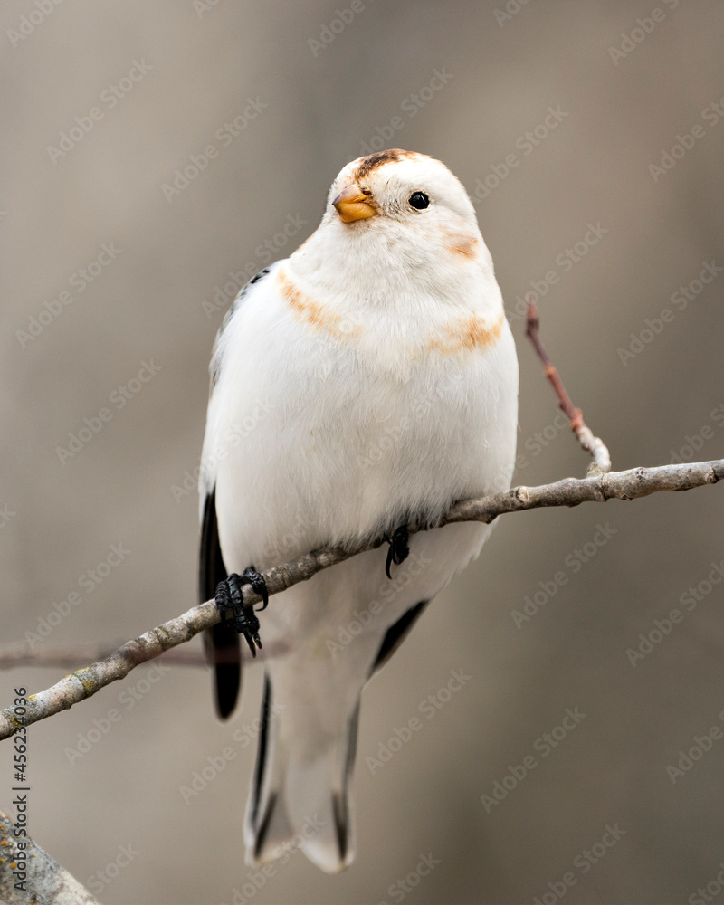 Bunting bird Photo Stock. Bunting bird close-up view, perched on a tree ...