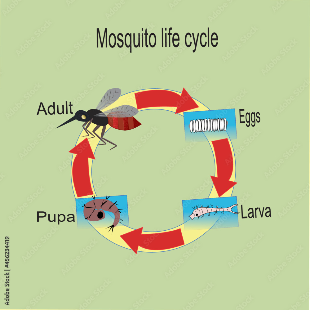 mosquito life cycle, 4 stages, egg, larva, pupa and adult, vector ...