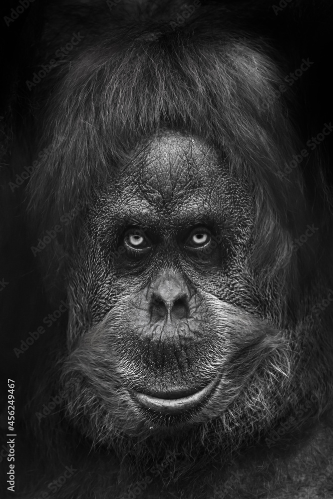 Scary monkey or Bigfoot, menacing look scary eyes head portrait close-up, black Stock Photo ...