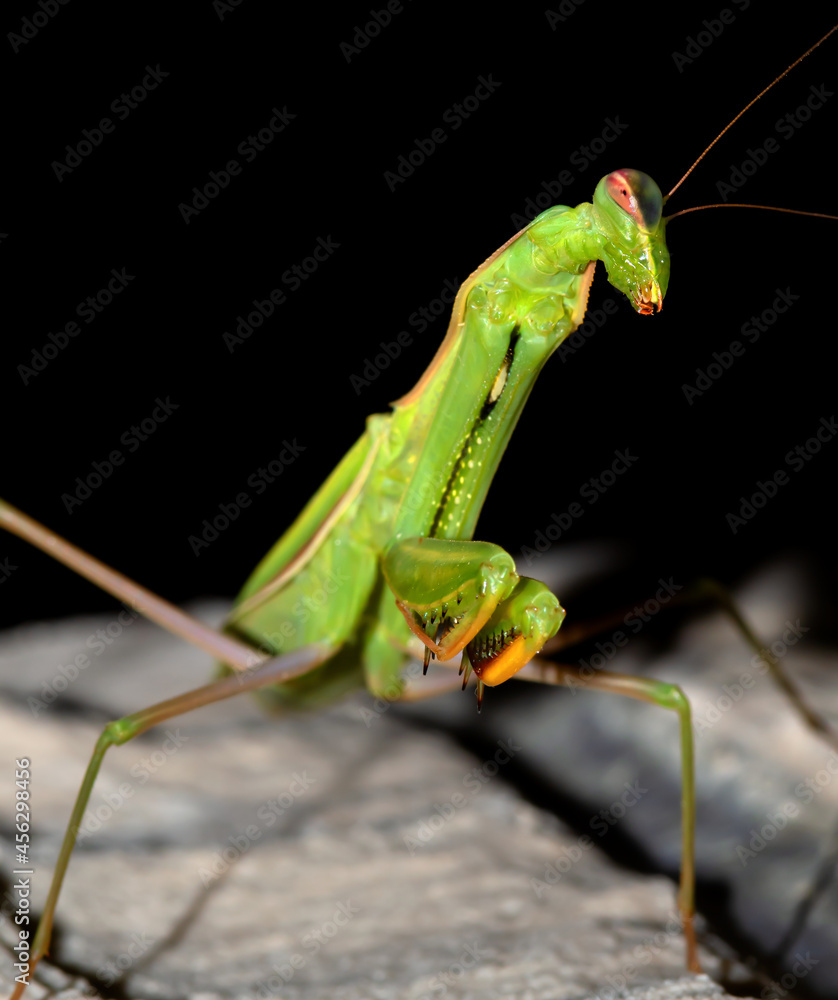 The European mantis (Mantis religiosa) is a large hemimetabolic insect ...