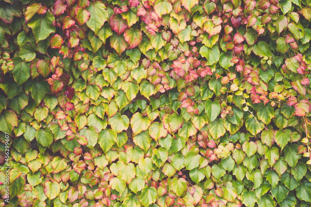 Colourful foliage of ivy plant on the wall autumn background. Boston ...