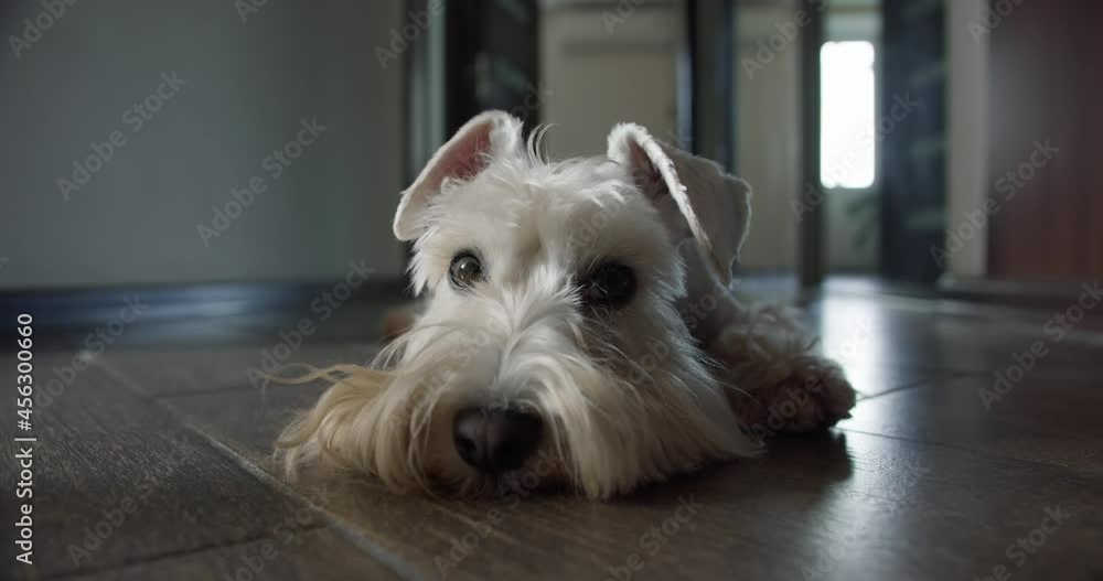 Sad beauty white miniature Schnauzer terrier dog lying on the floor ...
