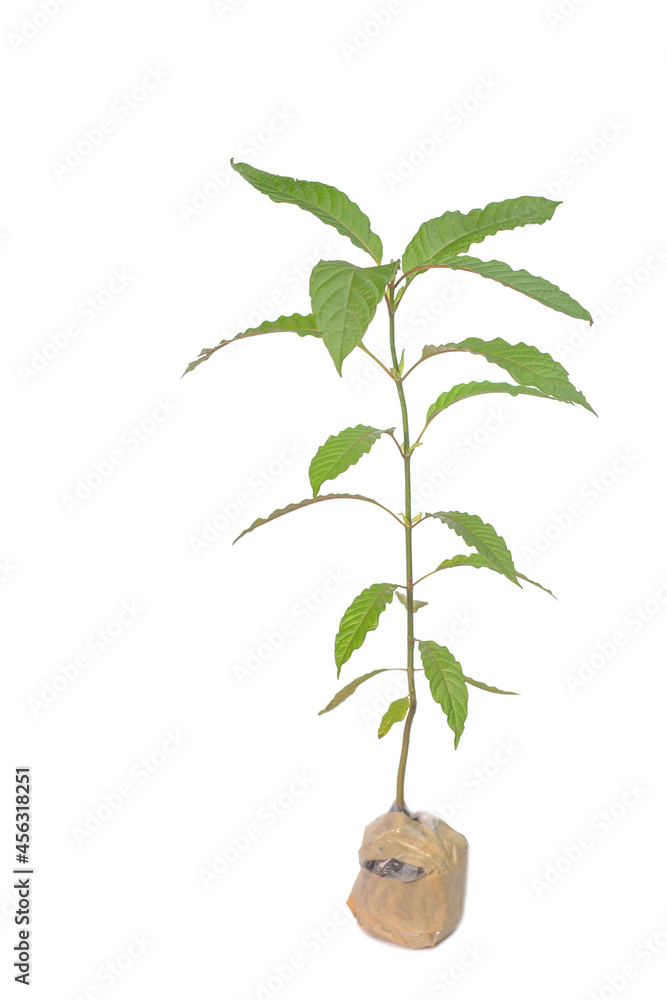 Kratom tree seedlings ready to be planted in the ground..Kratom leaf ...