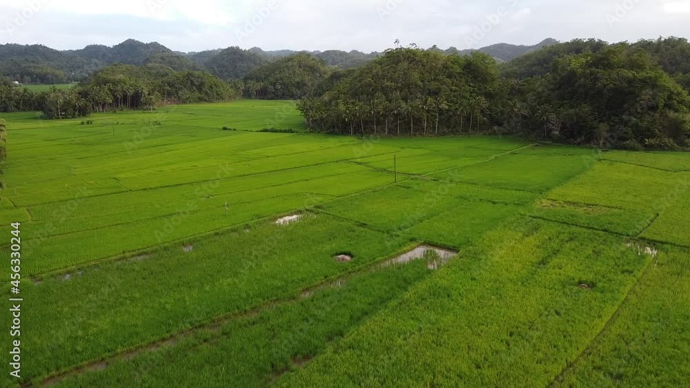 Aerial view of beautiful green rice fields in Bohol Island, Philippines ...