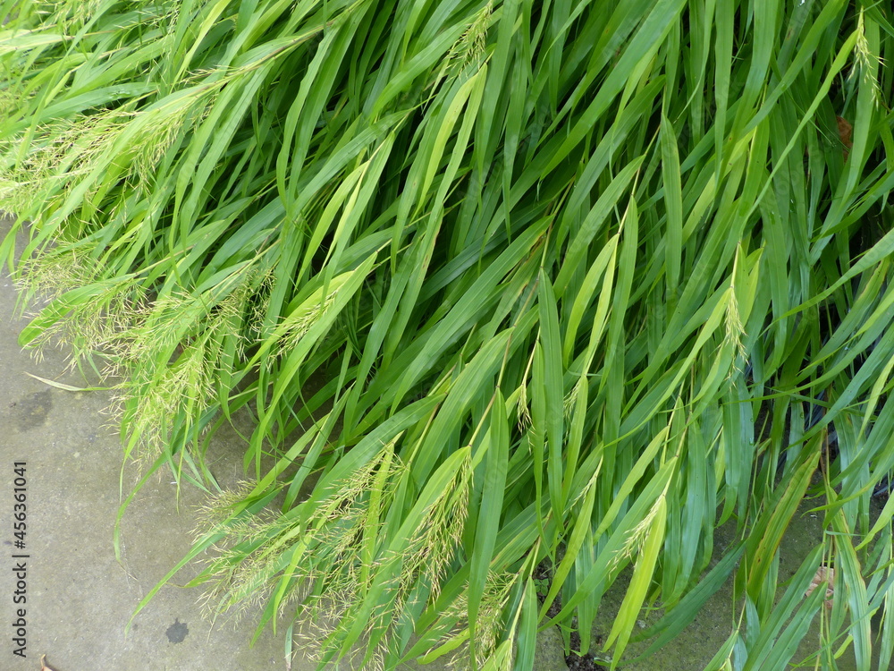 Flowering Hakonechloa macra Aureola (Japanese forest grass, Hakone ...