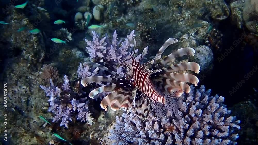 Lion fish or Turkey fish , its scientific name is Pterois miles ...