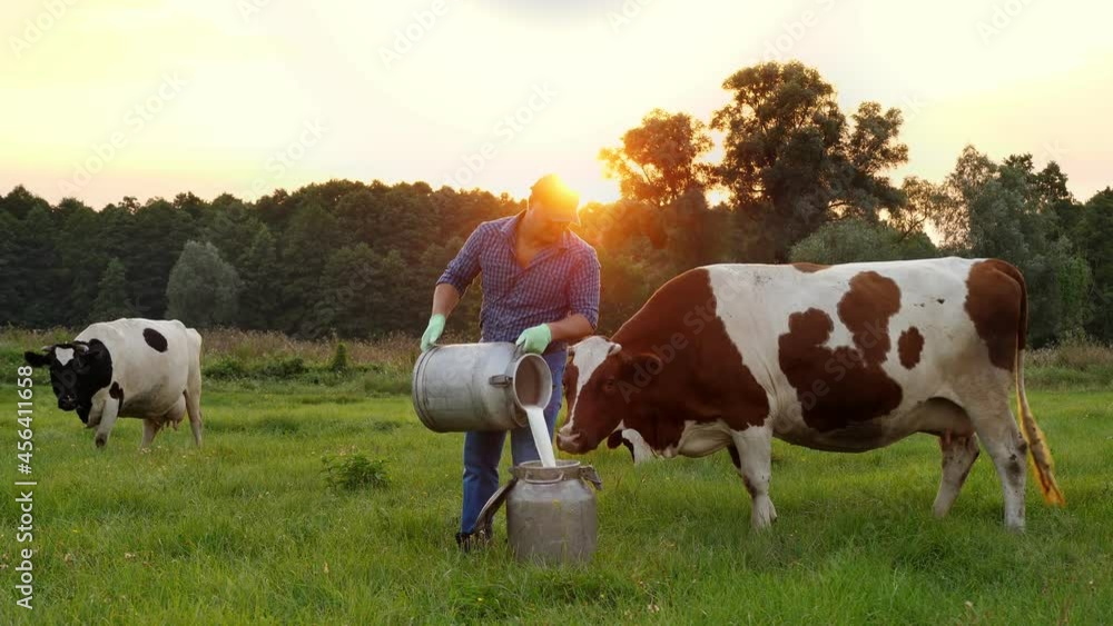 cow milk fresh. Farmer is pouring fresh milk into can on green meadow ...
