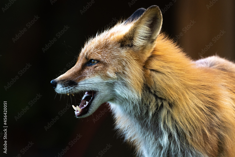 Side profile of a wild red fox seen in outdoor environment with dark ...