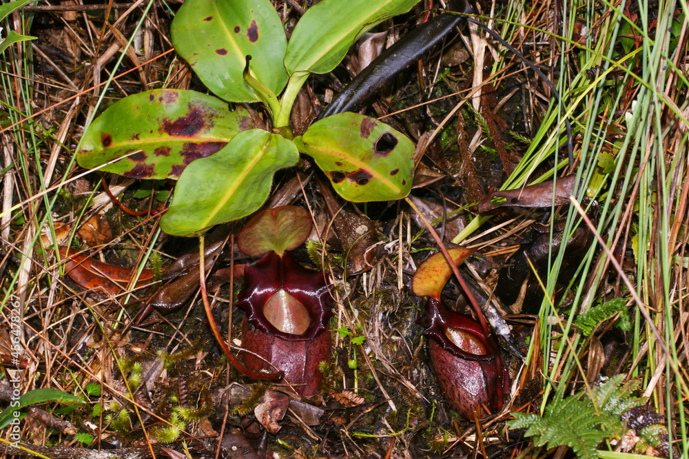 Carnivorous pitcher plant (Nepenthes rajah), two purple pitchers, Sabah ...