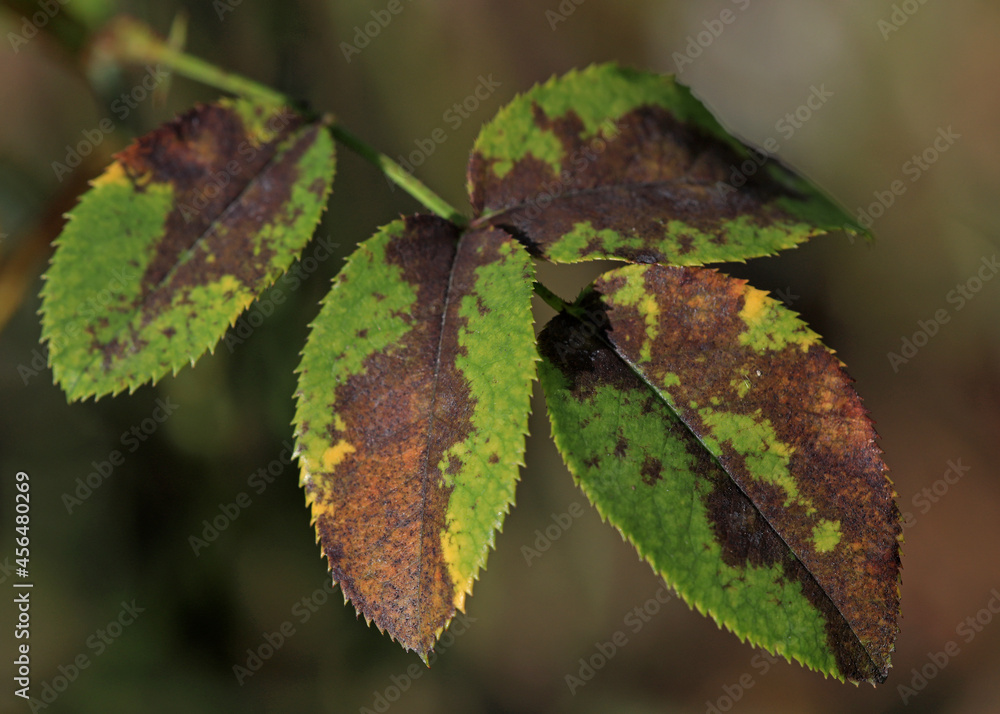 Plant disease in roses such as mildew or rust are common. Leaf spot ...