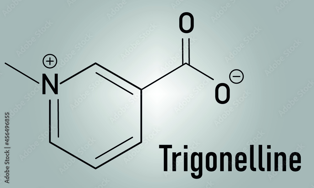 Trigonelline molecule skeletal formula. Metabolite of niacin (vitamin ...