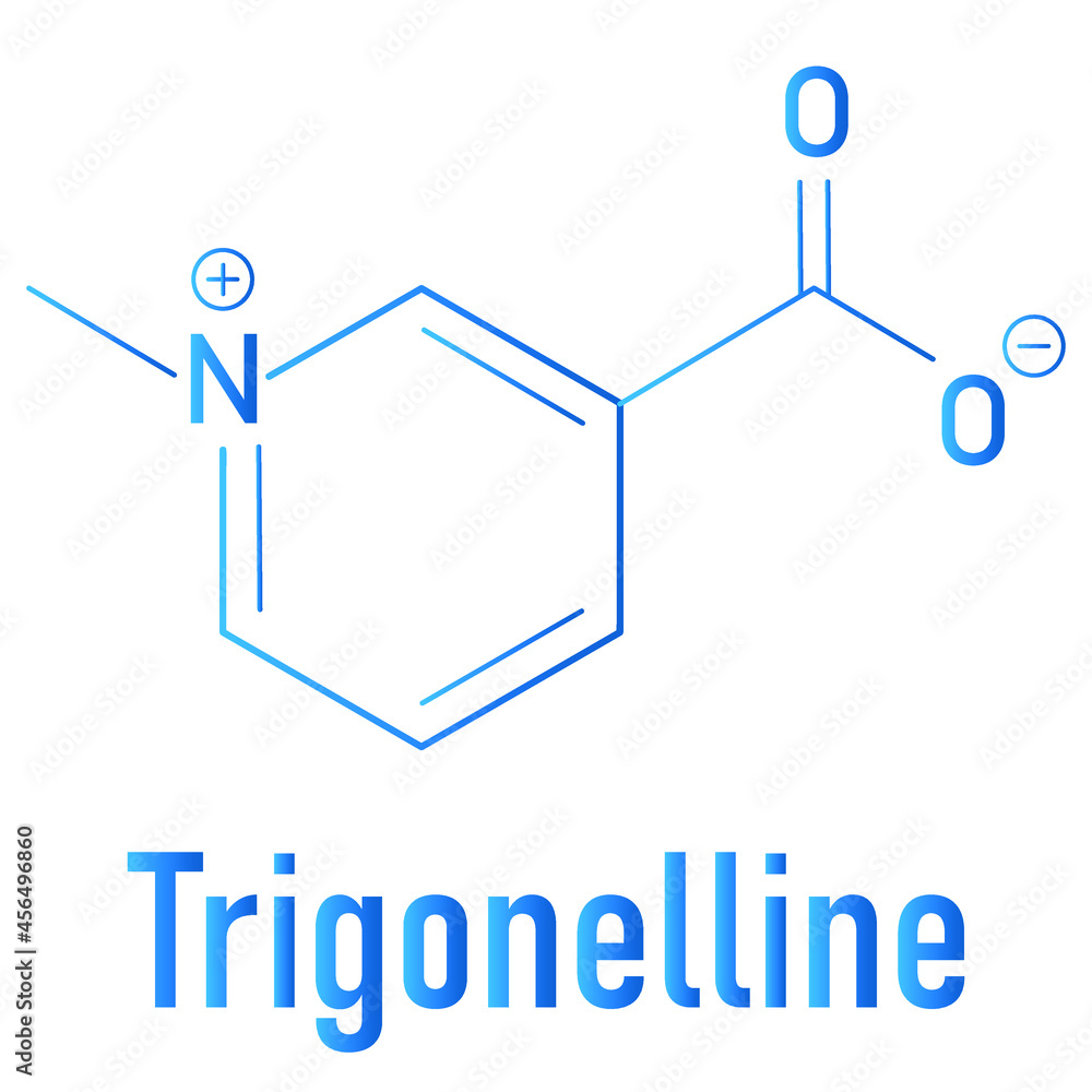 Trigonelline molecule skeletal formula. Metabolite of niacin (vitamin ...