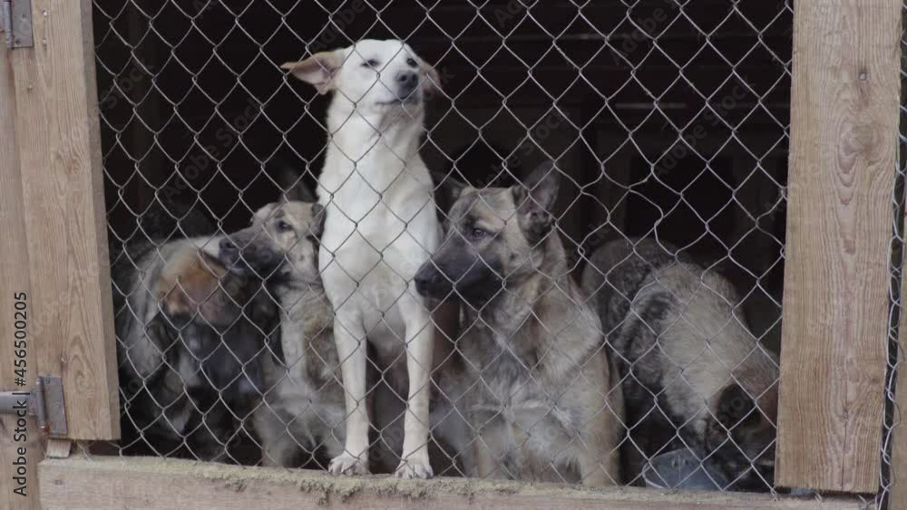 Homeless dogs in a cage at a dog shelter Stock Video | Adobe Stock