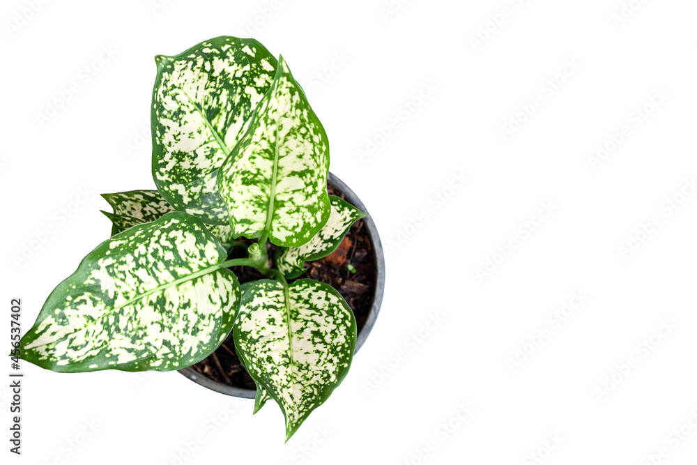 Aglaonema foliage, Spring Snow Chinese Evergreen, Exotic tropical leaf ...