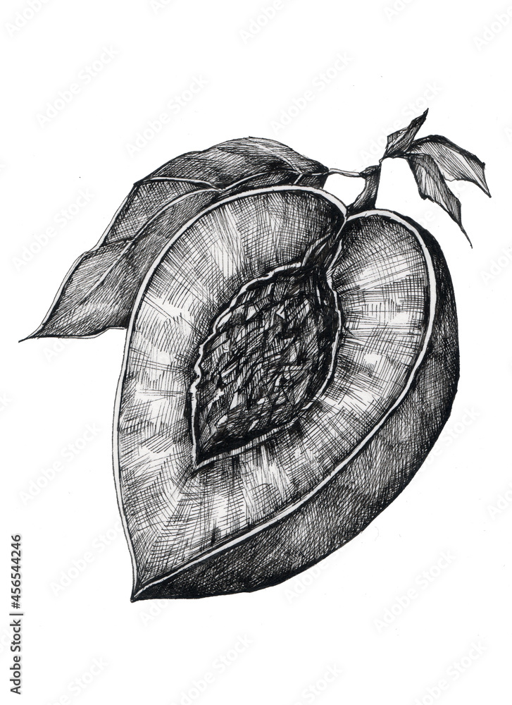 Peach. Sweet fruit. icon one realistic illustration graphics. hand ...