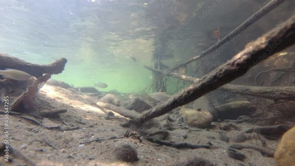 An underwater footage of a different fishes in clear and shallow river ...