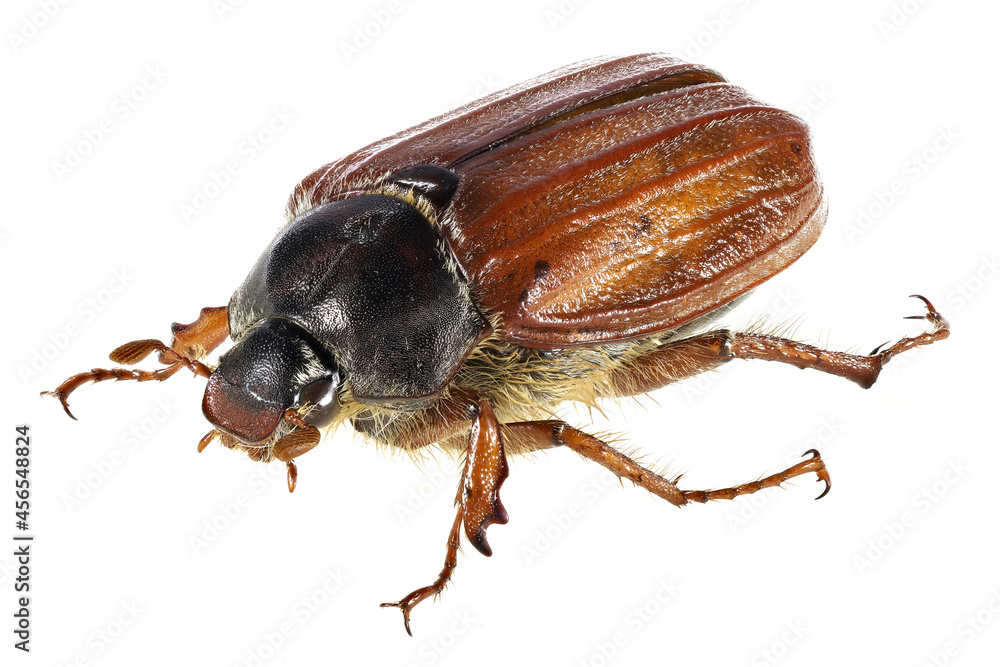 common cockchafer (Melolontha melolontha) from Rheinberg, Germany ...