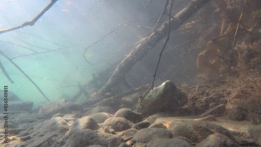 An underwater footage of a different fishes in clear and shallow river ...
