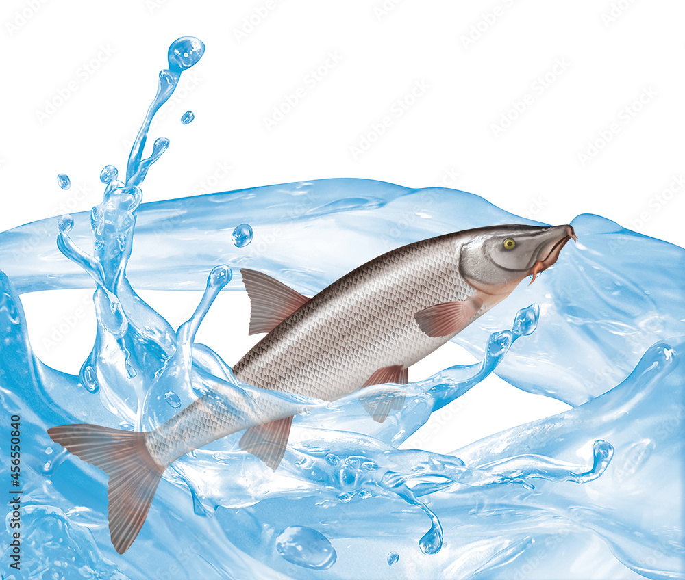 poisson, barbeau fluviatile , animal, pêche, giclé d'eau, jolie, chance ...