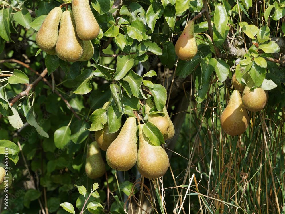Poirier 'conférence' (Pyrus communis) arbre fruitier aux poires d ...