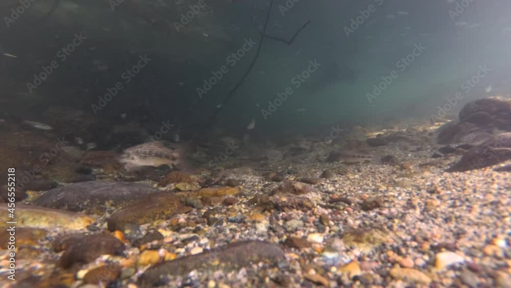 An underwater shot of a fish in a clean and clear river with a stone ...