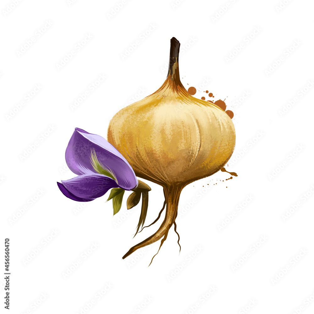 Jicama Pachyrhizus Erosus Mexican Yam Bean Or Mexican Turnip With Purple Flower Isolated