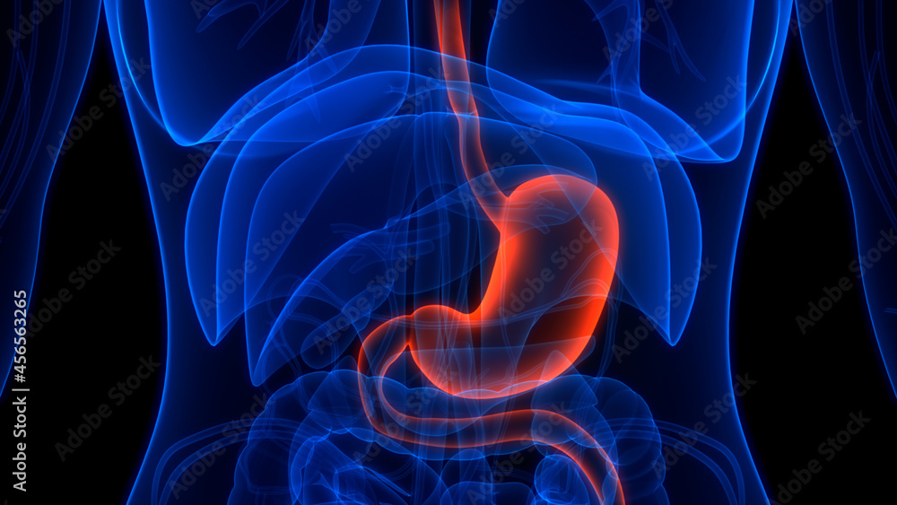 Human Digestive System Stomach Anatomy Stock Illustration | Adobe Stock