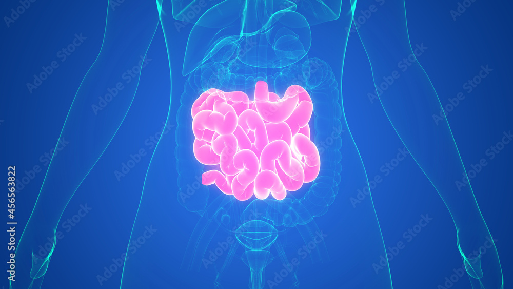 Human Digestive System Small Intestine Anatomy Stock Illustration ...