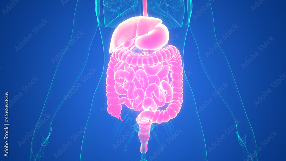 Human Digestive System Anatomy Stock Illustration | Adobe Stock