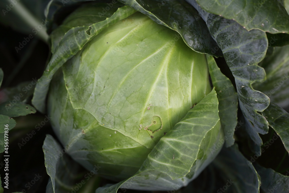 Weißkohl Stock Photo | Adobe Stock