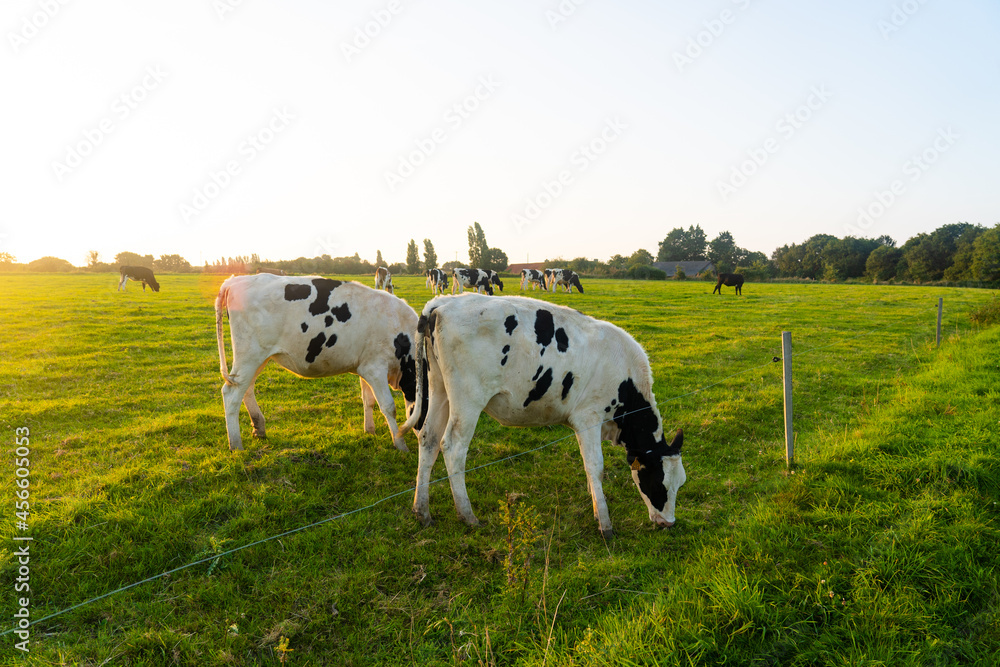Agriculture, farming and animal husbandry theme in north of France ...