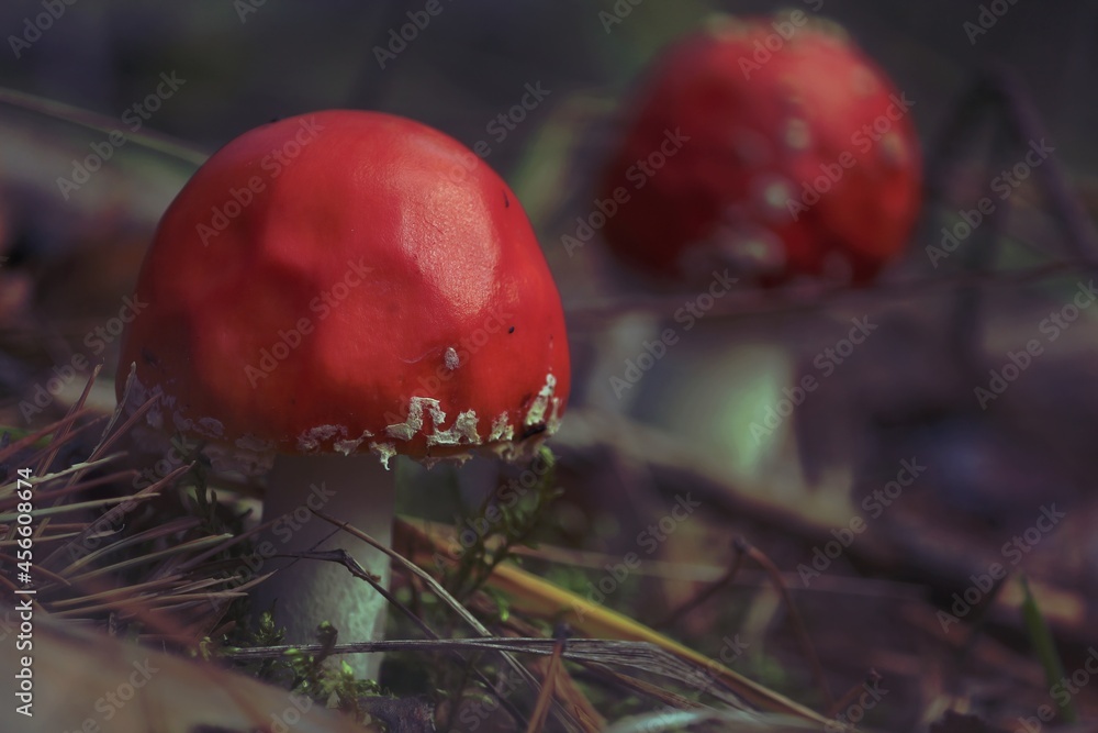 Amanita muscaria, Euro-Asian Fly Agaric, Fly Agaric, Fly Amanita. Two ...