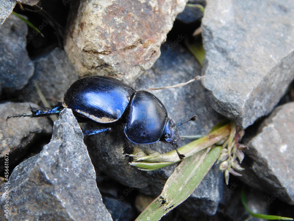 Dung beetles are beetles that feed on feces. Some species of dung ...