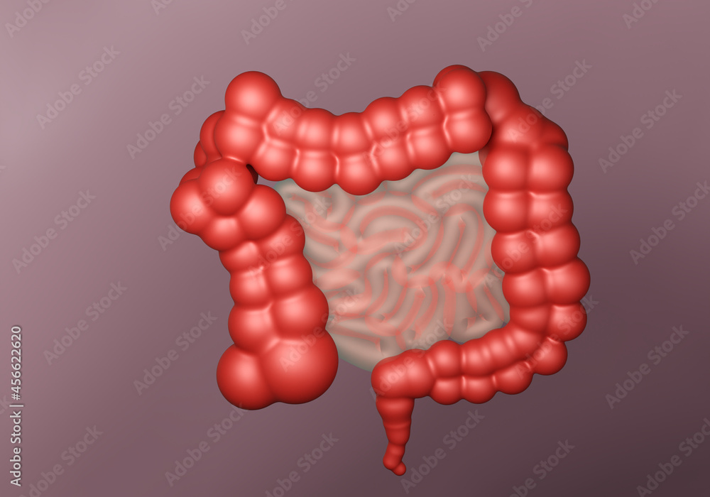 Intestinal tract. Close-up visualization of intestinal tract ...