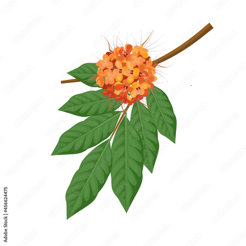 Vector illustration, Ashoka flower (Saraca Indica), also known as asoca ...