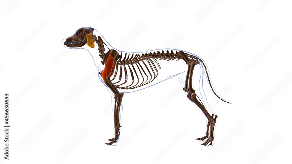Deltoideus muscle Dog muscle Anatomy For Medical Concept 3D Stock ...