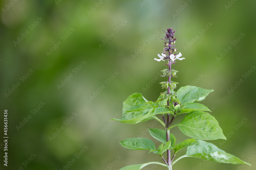 holy basil plant with the flower, healthy culinary herb isolated in the ...