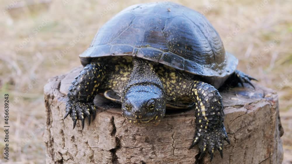 European Pond Turtle Sits on a Tree Stump in Forest. Large turtle pokes ...